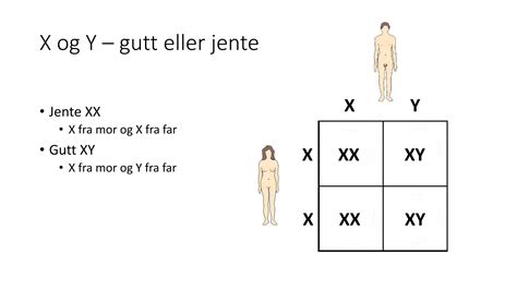 Celledeling Og Krysninger Kap I Tellus Aschehoug Pptx