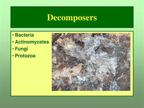 Ppt Composting Powerpoint Presentation Free Download Id2267113