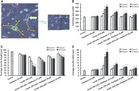 Evaluation Of Neurons By Their Morphological Appearances Using Phase