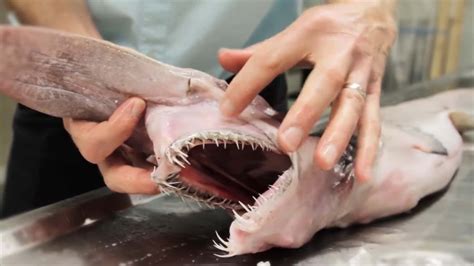 100 Goblin Shark Pictures