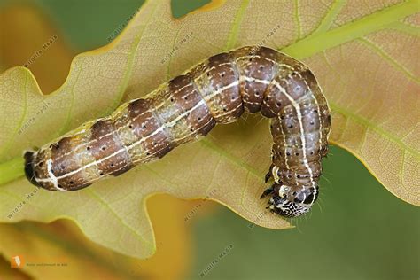 Graue Eicheneule Raupe Bild Bestellen Naturbilder Bei Wildlife Media