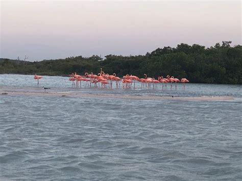 Rio Lagartos Adventures Tips To Know Before You Go 2019 Mexico