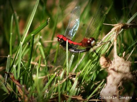 Dinsdale Photo Blog Sex In The Grass