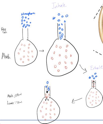 Phys Respiratory Ii Flashcards Quizlet