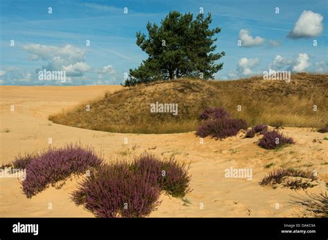 Common Heather Ling Heather Calluna Vulgaris Dune Landscape With