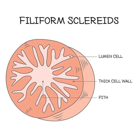 Premium Vector Filiform Sclereids Vector Illustration