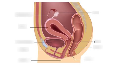 Morality Reproduction Quizlet Female Organ Diagram Quizlet