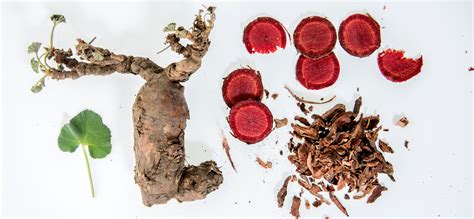 Pelargonium Sidoides Afrigetics Botanicals