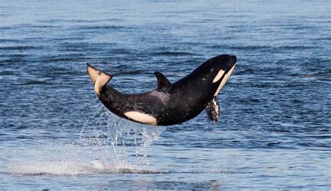 Gee基于modis数据计算指数并进行逐16d结果影像导出 知乎 Gee基于modis数据计算指数并进行逐16d结果影像导出 知乎