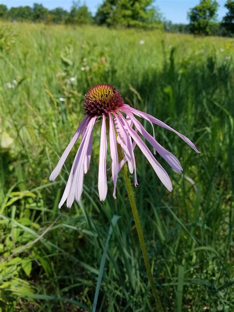 Pale Purple Coneflower