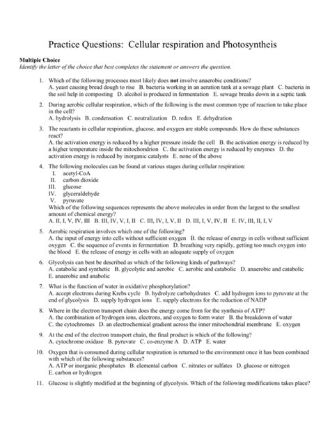 cellular respiration and photosynthesis practice questions