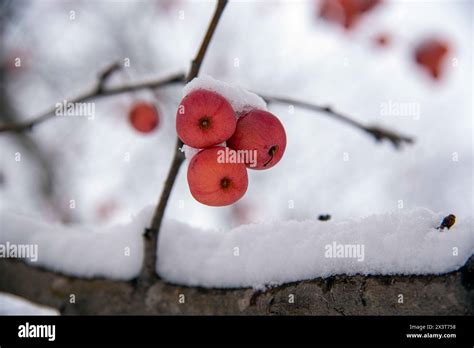 Three Crabapples Hanging Off A Crabapple Tree Branch In The Winter Time Captured In Minnesota