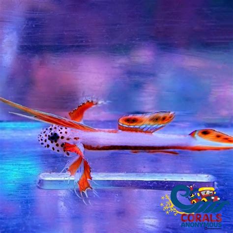 Flaming Prawn Goby S6 Corals Anonymous
