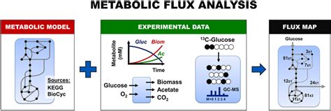 Guidelines For Metabolic Flux Analysis In Metabolic Engineering