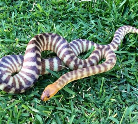 Woma Python Caversham Wildlife Park