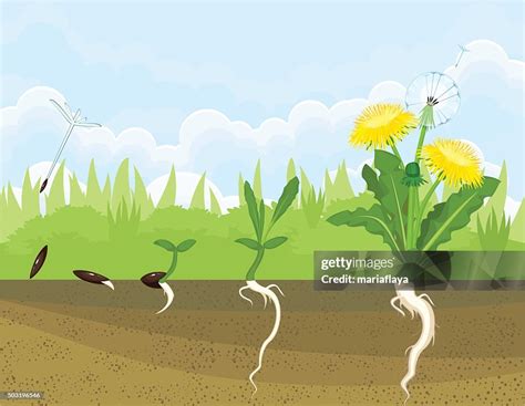 Life Cycle Of Dandelion High Res Vector Graphic Getty Images