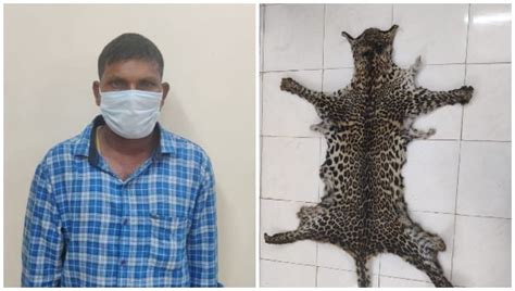 Leopard Hide Seized One Detained In Odishas Daringbadi Odishabytes