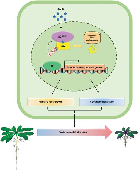 Jasmonate Regulated Root Growth Inhibition And Root Hair Elongation Pmc
