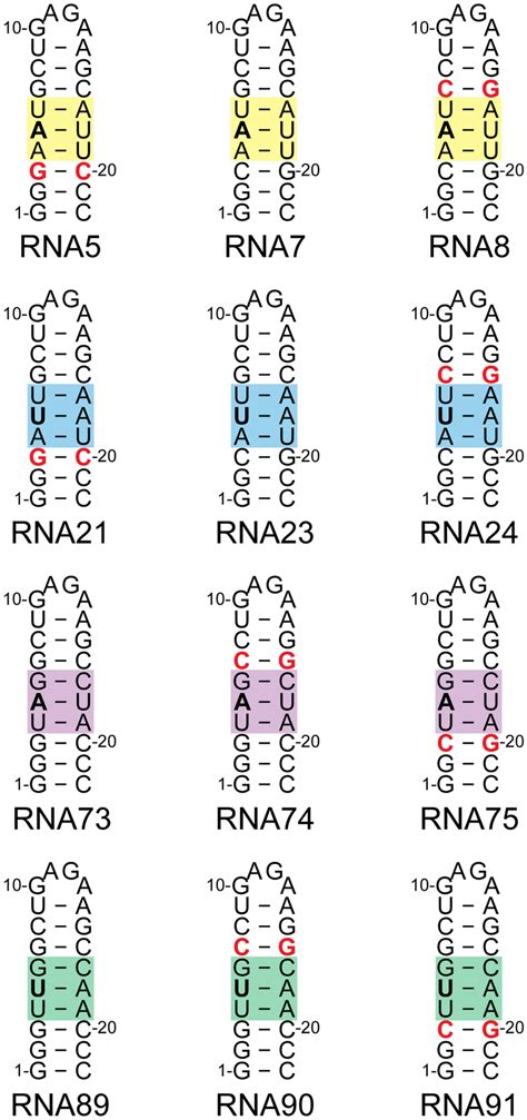 Rna Constructs Used In This Study Red Nucleotides Indicate The Download Scientific Diagram