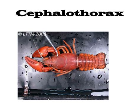 Ppt Crayfish Powerpoint Presentation Free Download Id2936444
