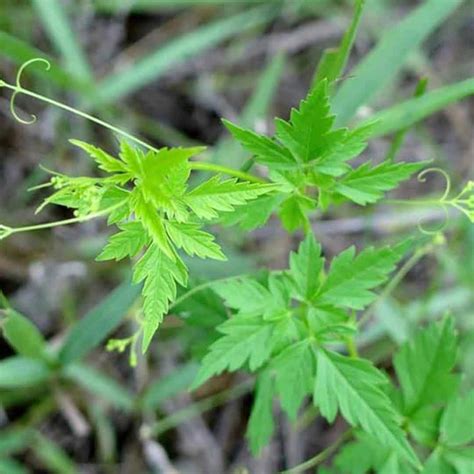 Buy Mudakathan Plant Online Authentic முடக்கத்தான் கீரை செடி