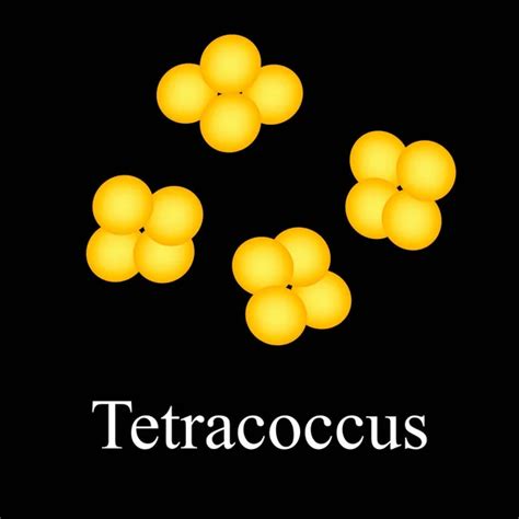 ᐈ Monococcus Bacteria Stock Vectors Royalty Free Monococcus