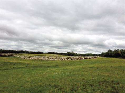 Stuart Chutters Excellent Adventure Sheep Canada Magazine