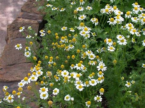 Roman Chamomile Facts And Health Benefits