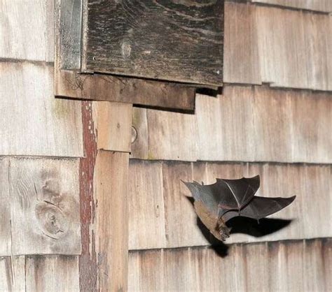 How Do Bats Use Bat Boxes At Edward Oliver Blog