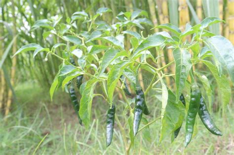 Green Peppers Plant On Farm For Sell Are Cash Crops Stock Image Image