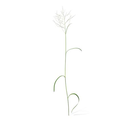2d Grass Png Png Images And Psds For Download Pixelsquid