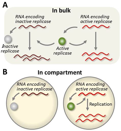 Constructive Approaches For Understanding The Origin Of Self Replication And Evolution