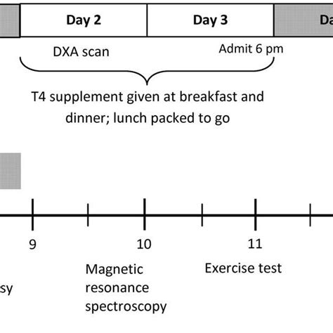 Experimental Protocol And Timeline Of Testing Procedures Download Scientific Diagram