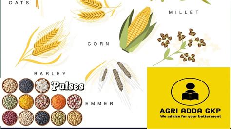 Introduction Of Crops Cash Crops Fodder Crops Monocot Crops Dicot