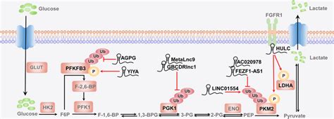 Lncrna‐mediated Posttranslational Modification Of Metabolic Enzymes