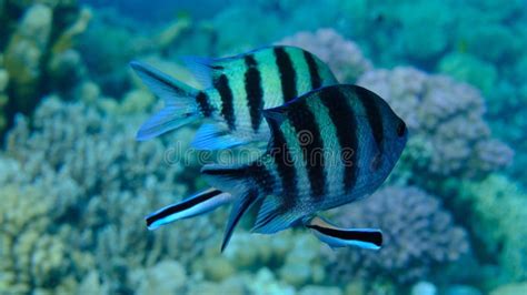 Scissortail Sergeant Abudefduf Sexfasciatus And Cleaner Wrasse Labroides Dimidiatus Undersea
