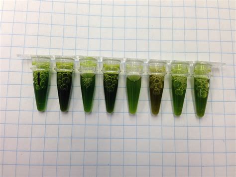 I Was Working With Leaf Tissue Samples That All Came From The Same