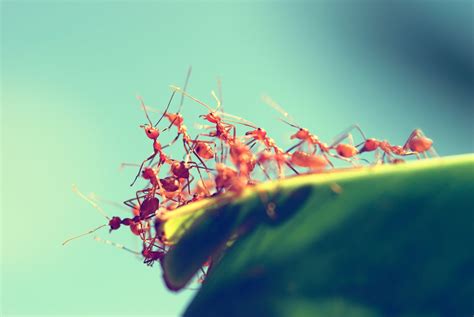 Fire Ants Build Rafts As Australia Set For First Cyclones Of Year