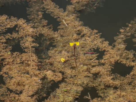 Yellow Flowers Of The Common Bladderwort Stock Image Image Of Nature Lentibulariaceae 258285623