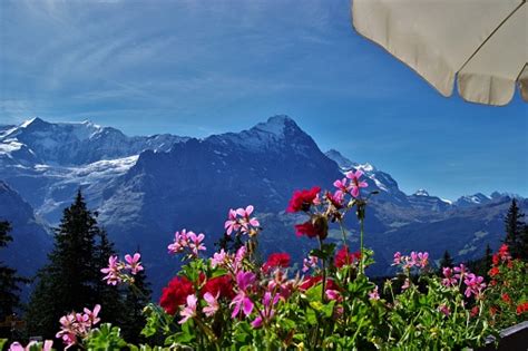 산 및 Waldspitz 스위스 그린델발트 Bernese Oberland 위에 빛 맑은 에서 완벽 한 나란히에서 스위스 꽃 0