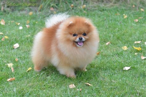 Померанский шпиц Starpom Solomon Pomeranians