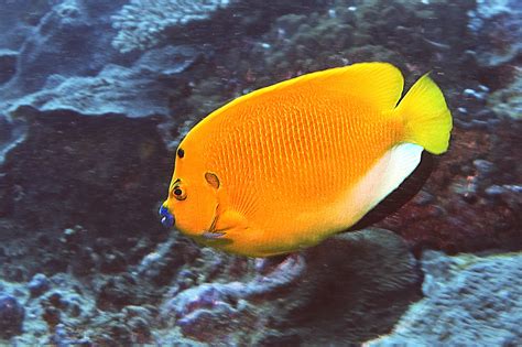 Apolemichthys
