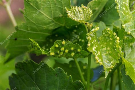 Las Agallas De Las Hojas Parecen Verrugas En Las Hojas De Uva Causadas