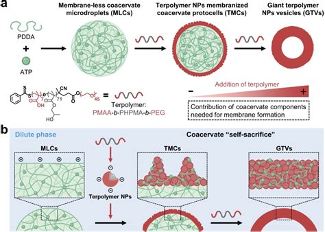 Continuous Transformation From Membrane‐less Coacervates To Membranized