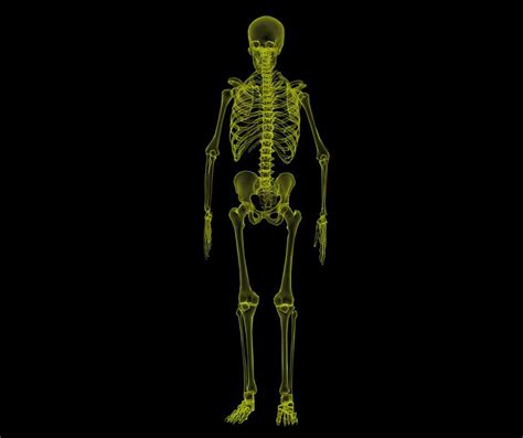 Lordose Lws Archive Physio Meets Science Gmbh