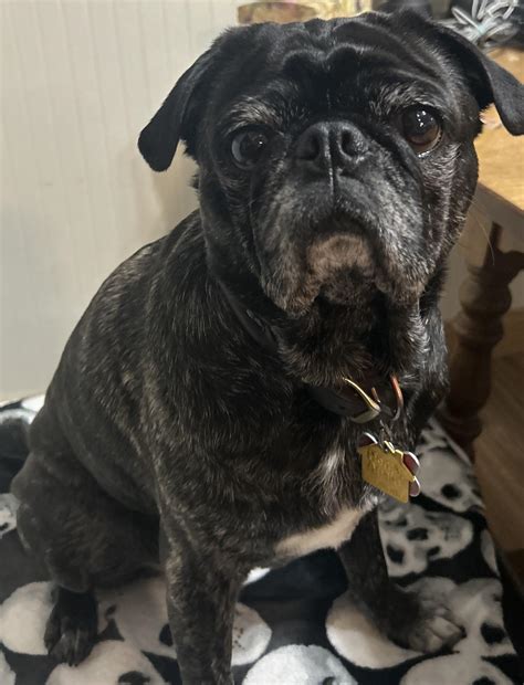 My Pug Wednesday R I P Suji R Pugs