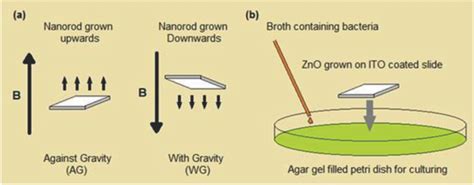 A A Representation Of Nanorod Growth Against And With Gravity Is