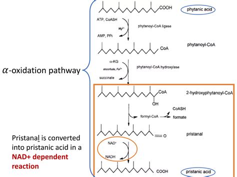 Resolution Of The Phytanic Acid 훼 Oxidation Pathway Identification Of