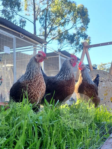 Silver Duckwing Welsummer Sexing Tips Pip And Grow