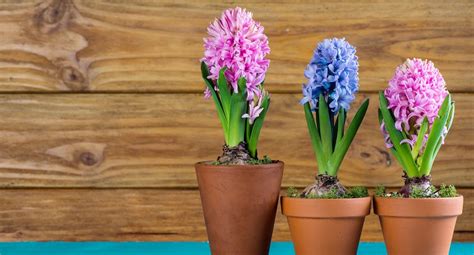 Unlock The Secrets Of Lily Bulb Sprouting A Comprehensive Guide Be